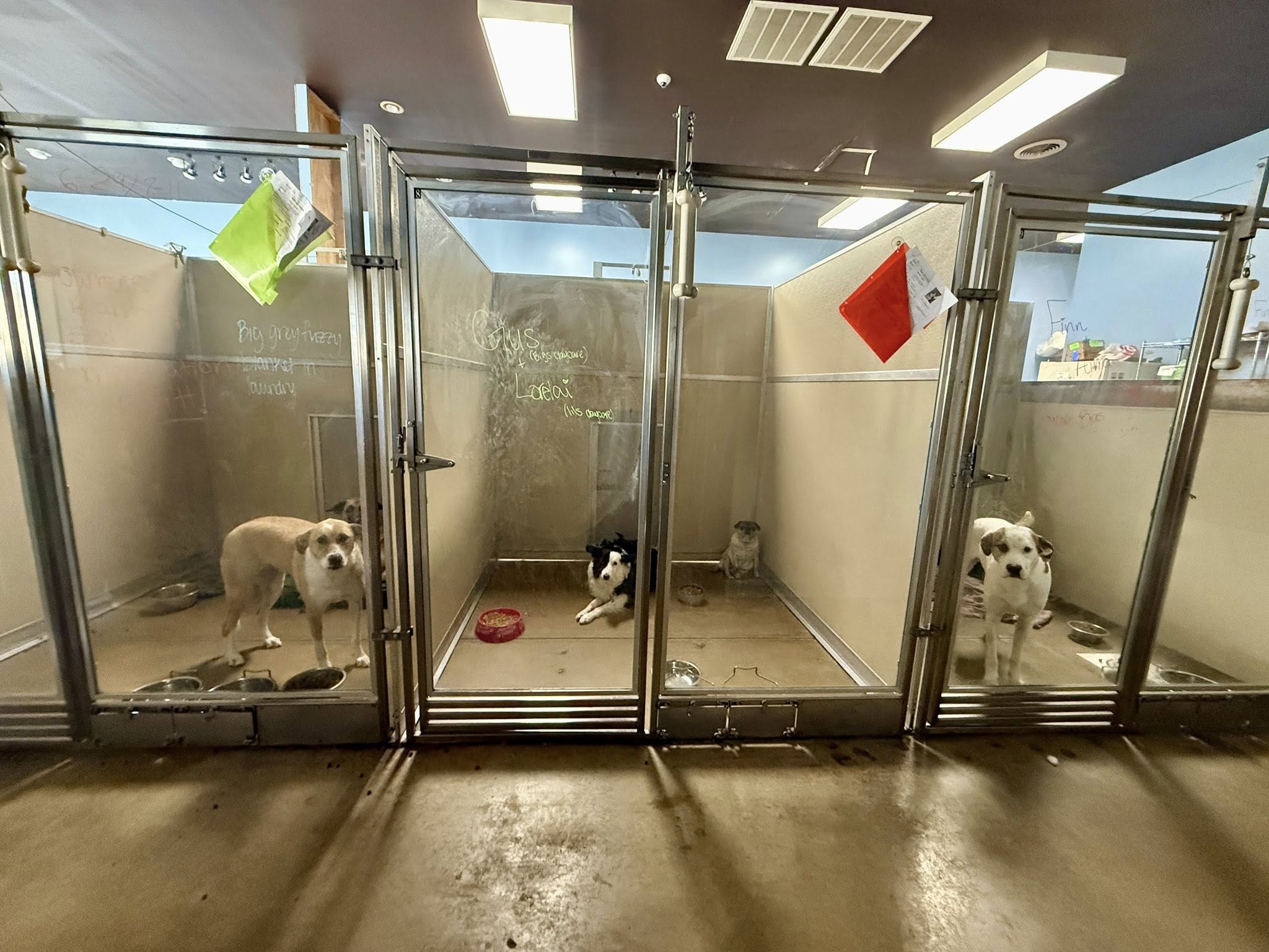 downsview dog boarding